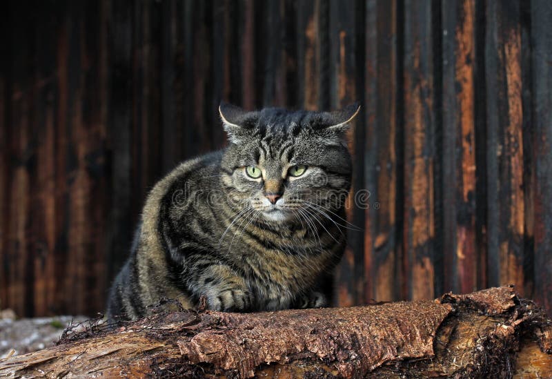 Mad cat stock image. Image of mood, anger, fearful, angry - 48605563