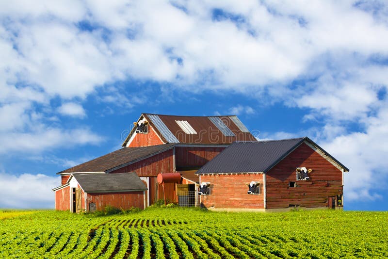 Milk Farm stock photo. Image of leaf, agricultural, country - 25191650