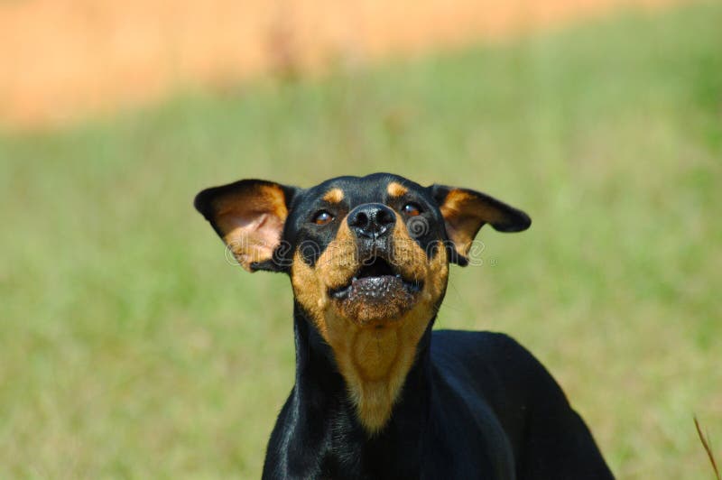 Mad dog stock photo. Image of wool, teeth, fear, breeding - 24101332