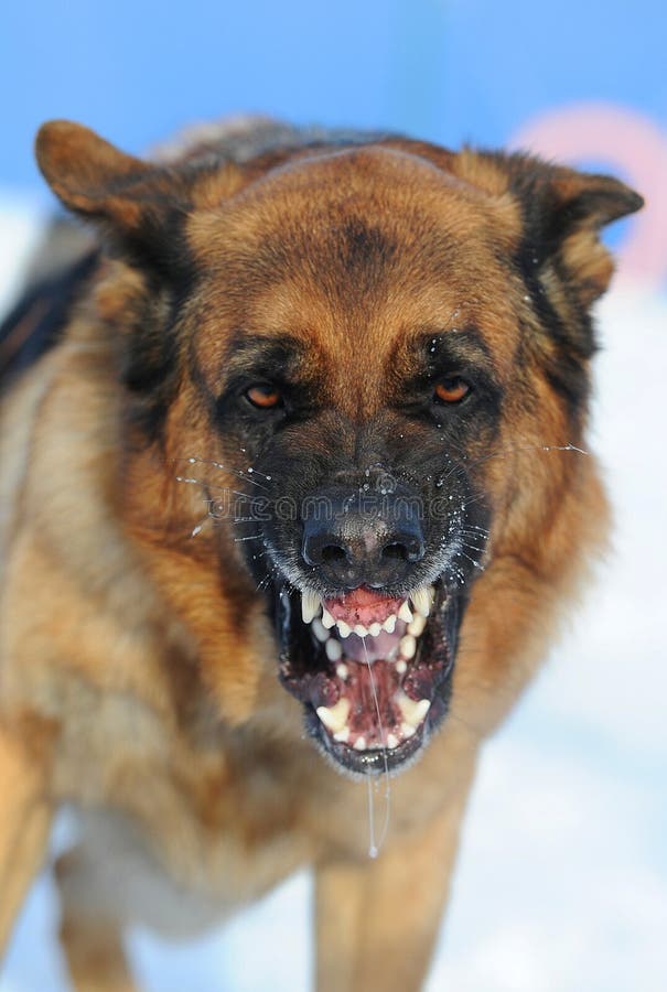 What Do Mad Dog Means