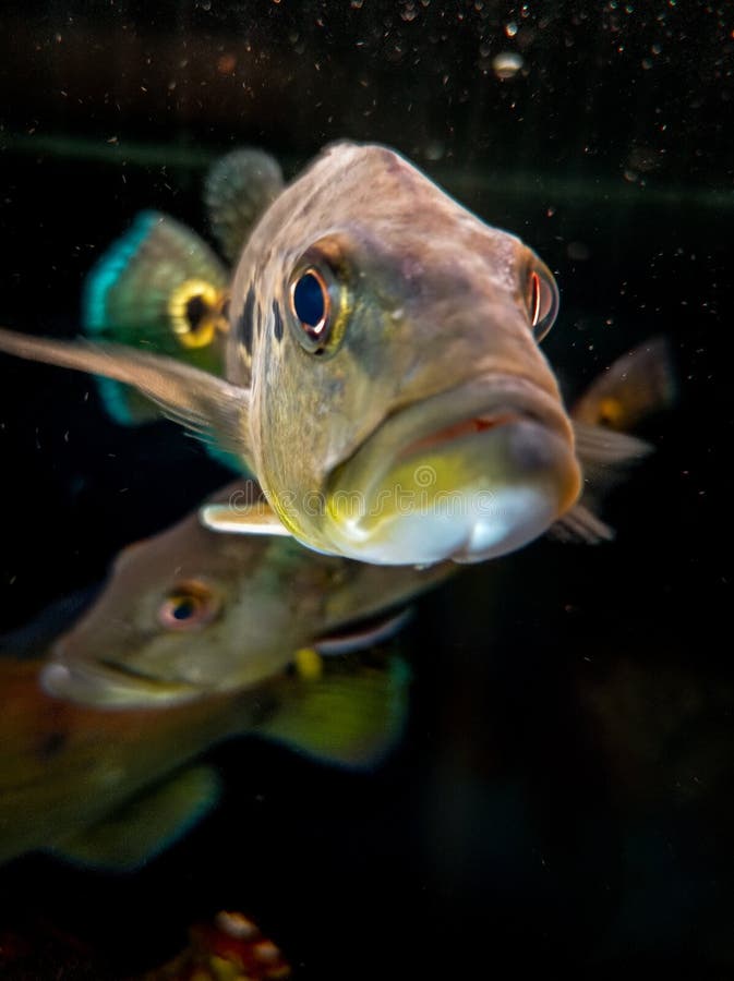 A mad fish on aquarium stock photo. Image of colony - 262499466