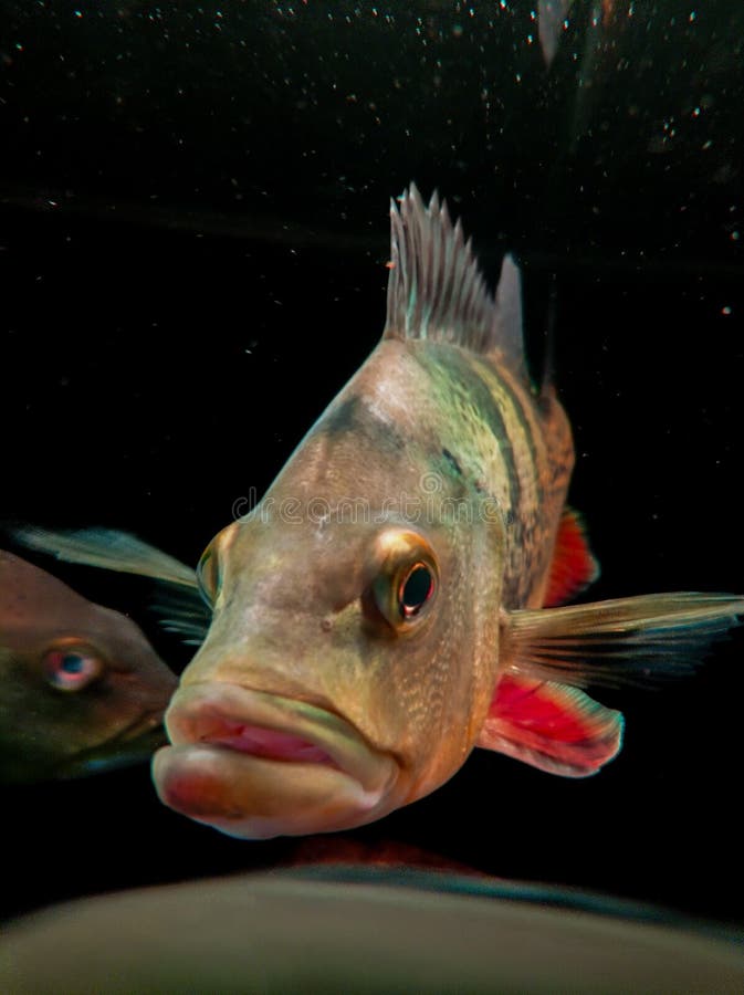 A mad fish on aquarium stock photo. Image of chana, clear - 262499982