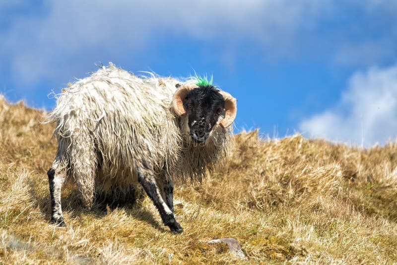Mad Looking Sheep on Mountain Stock Photo - Image of eireann, herd ...