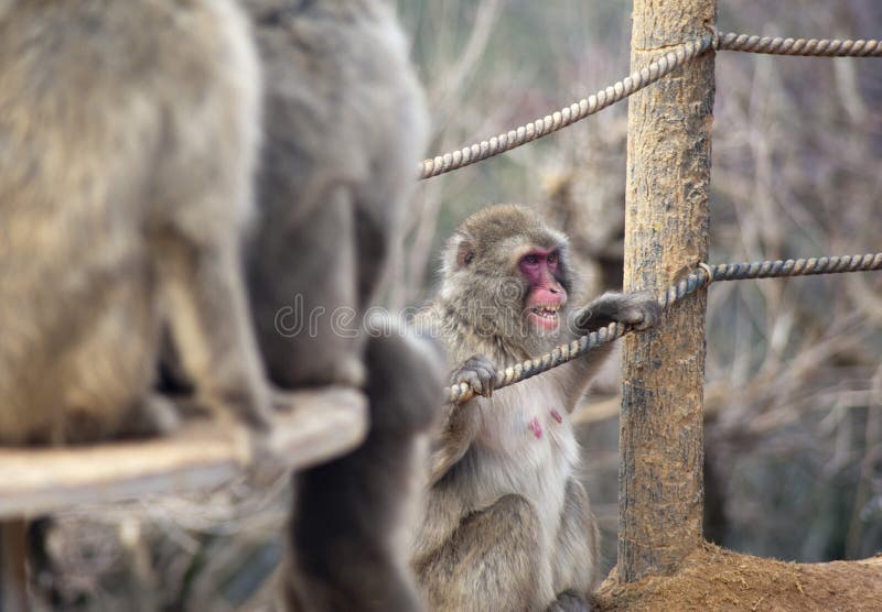 Mad monkey stock image. Image of angry, iwatayama, japan - 255353331
