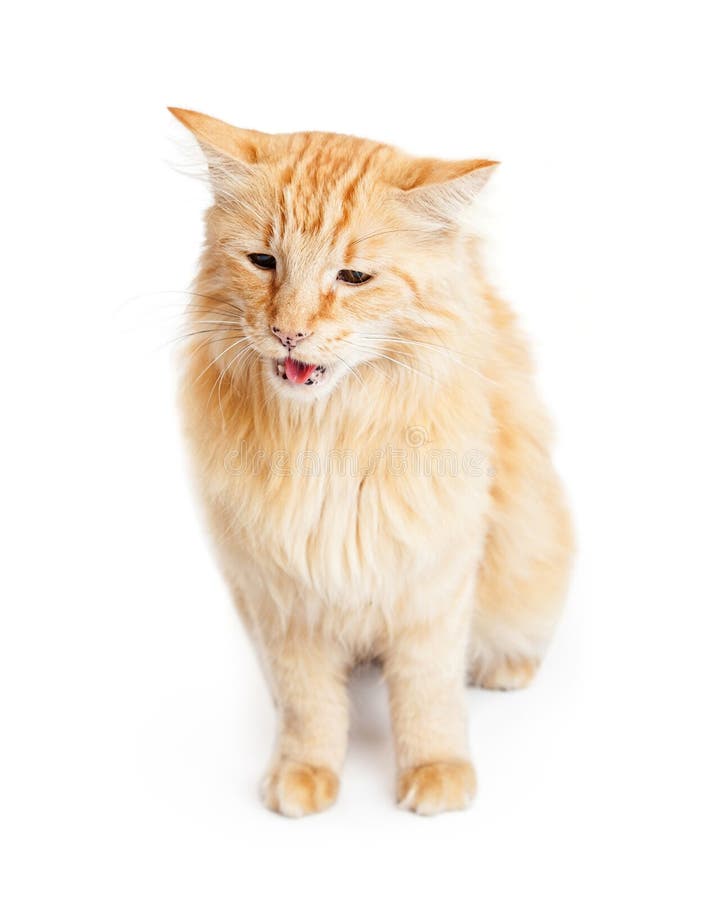 Angry Tabby Cat Stock Photos - Download 2,395 Royalty Free Photos
