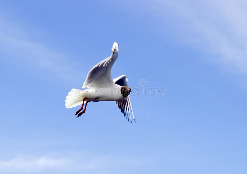 Mad seagull stock photo. Image of gull, flying, hunt - 20622376