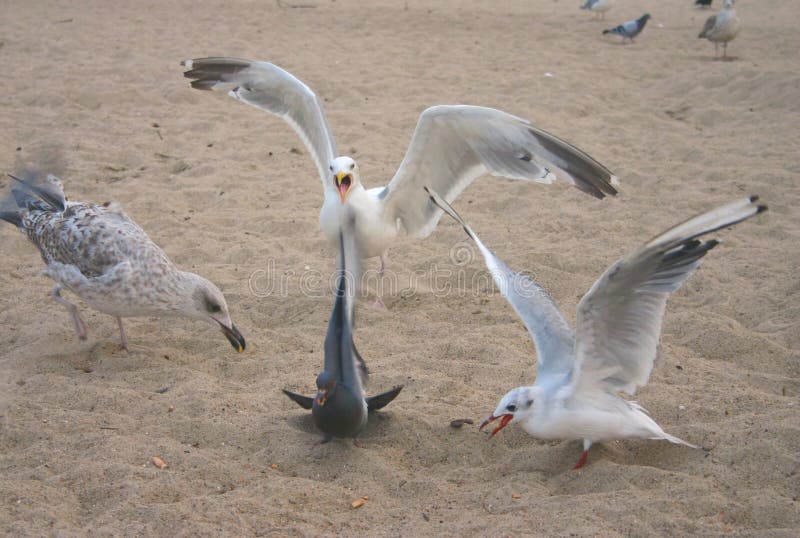 Mad seagull stock image. Image of flock, flap, angry, coastline - 313561