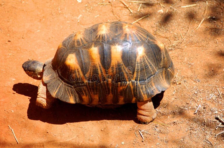 12,049 Fauna Madagascar Stock Photos - Free & Royalty-Free Stock Photos ...