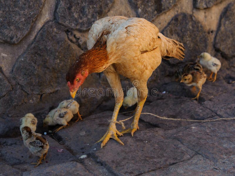 Madagascar, Africa stock image. Image of outdoors, agriculture - 56661809
