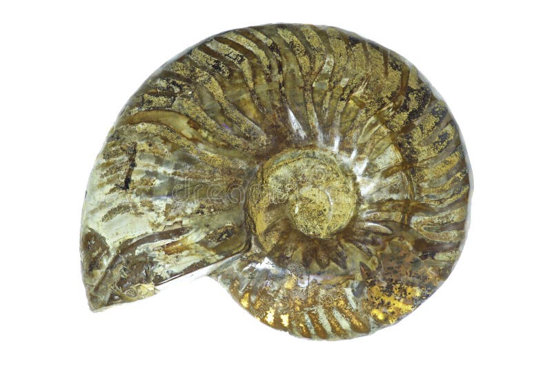 Madagascar Ammonite Fossil stock image. Image of skeleton - 53577499