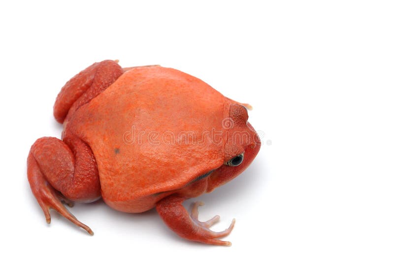 Red Tomato Frog Isolated on White Background Stock Photo - Image of ...