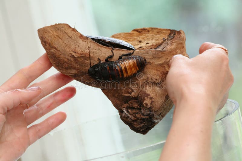 Madagascar Cockroach in the Laboratory Stock Image - Image of science ...