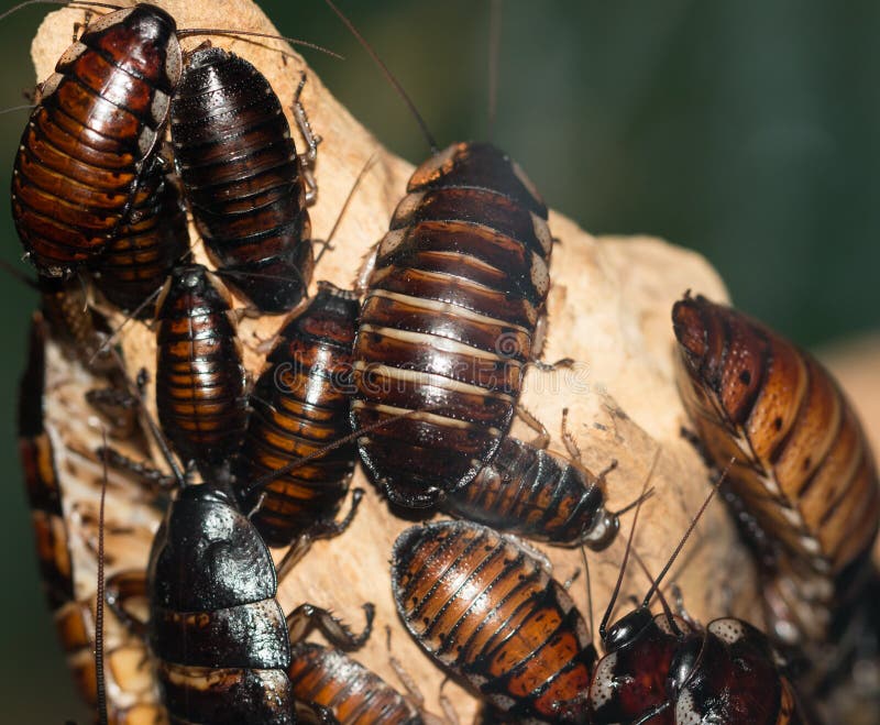 Madagascar Cockroaches in the Aquarium. a Large Tropical Cockroach from ...