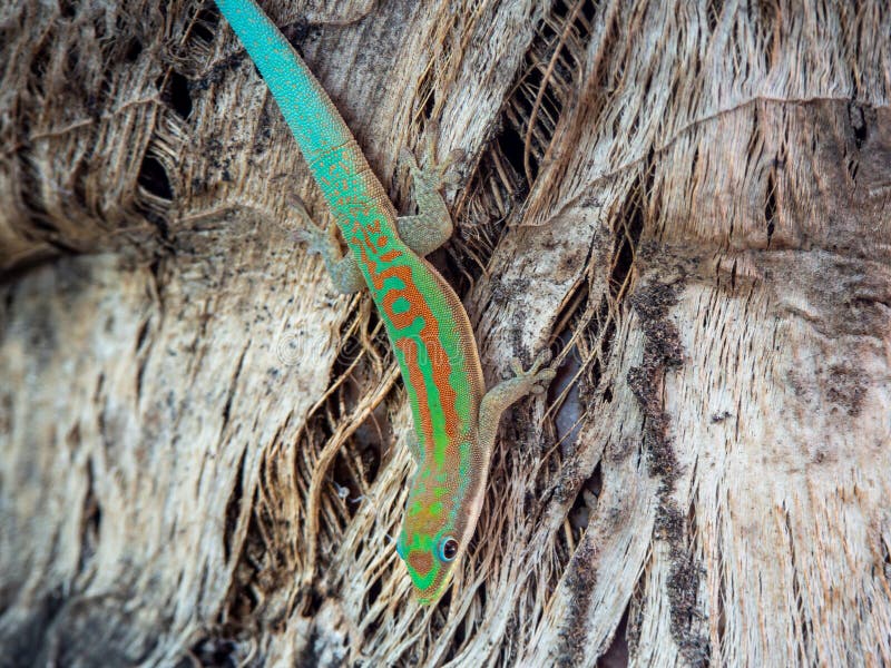 Madagascar Day Gecko, Madagascar Island Tropical Forest Jungle Lizard ...