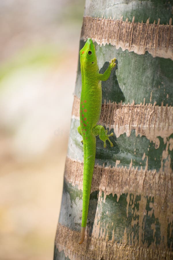 Madagascar day gecko stock image. Image of body, people - 50978449