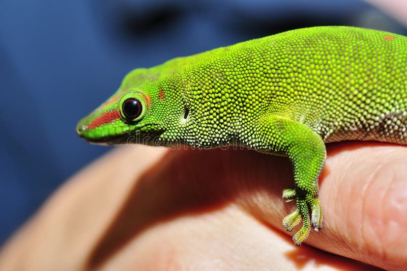 448 Gecko Hand Photos - Free & Royalty-Free Stock Photos from Dreamstime