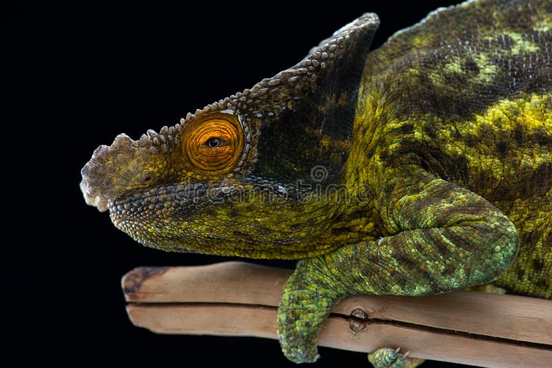 Madagascar Endemic Lizard Chameleon in Angry State Stock Photo - Image ...