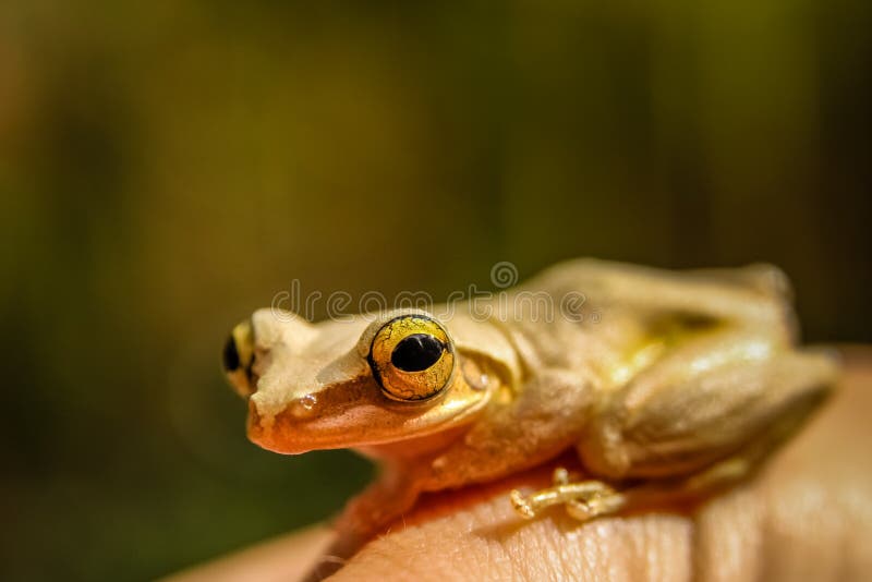 Madagascar Frog on Human Hand Stock Image - Image of macro, animal ...