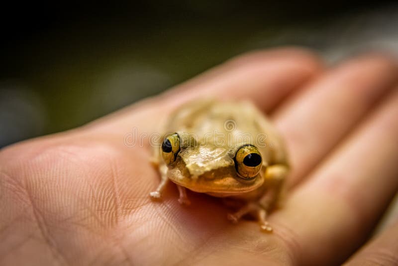 3,986 Frog Hand Stock Photos - Free & Royalty-Free Stock Photos from ...