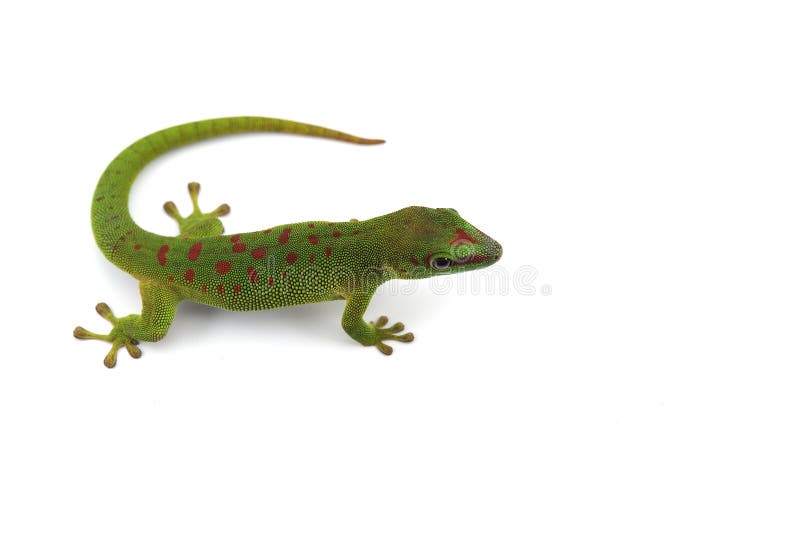 Madagascar Gecko Isolated on White Background Stock Image - Image of ...