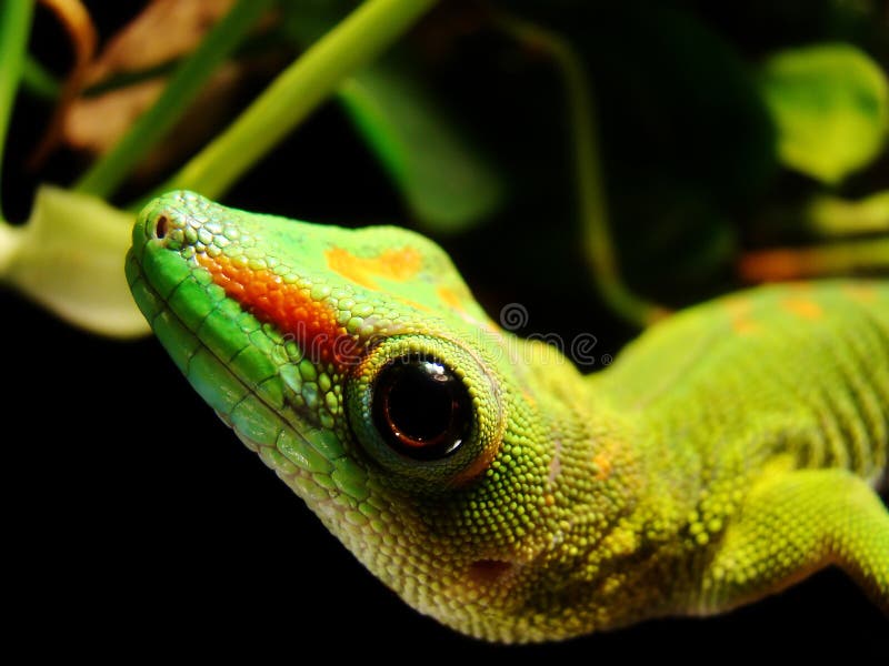 Kissing chameleons stock photo. Image of vertebrate, togetherness - 4652090