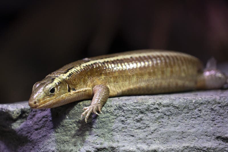 Madagascar Girdled Lizard Portrait Close Up Stock Photo - Image of ...
