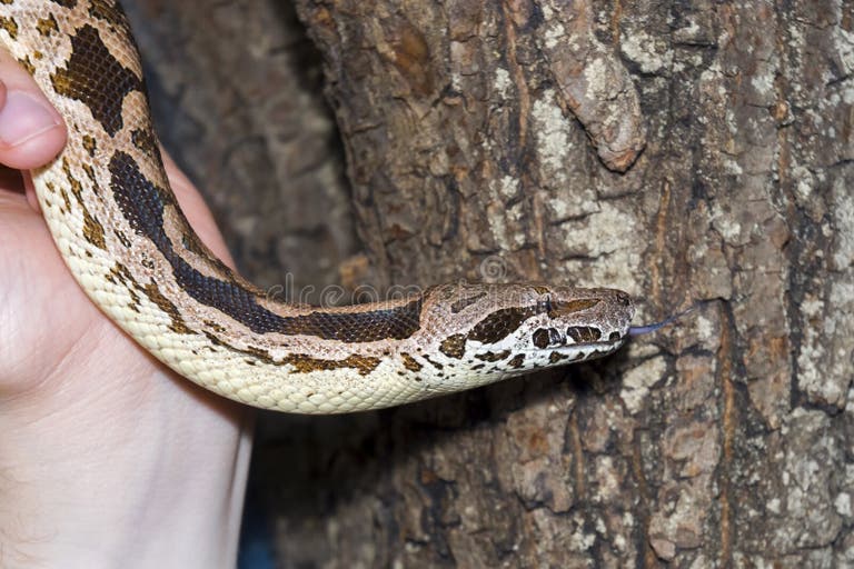 Madagascar Ground Boa stock photo. Image of reptile, human - 70102058