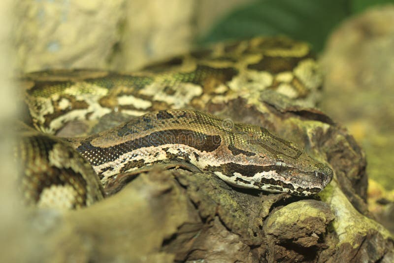 Madagascar ground boa stock photo. Image of adult, ground - 64291128