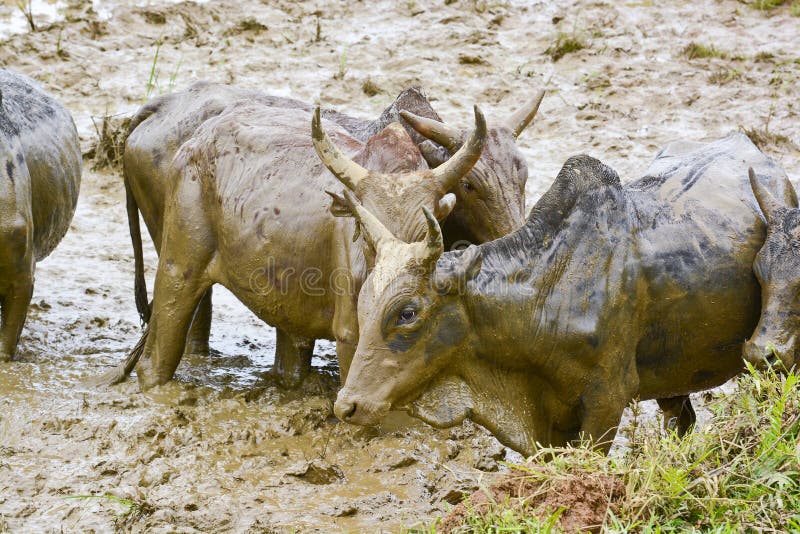 Madagascar hard working ox stock photo. Image of animal - 81297772