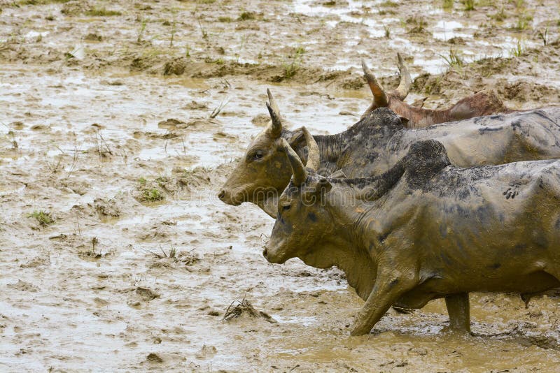 Madagascar Hard Working Oxen Stock Photo - Image of huge, horned: 81121802