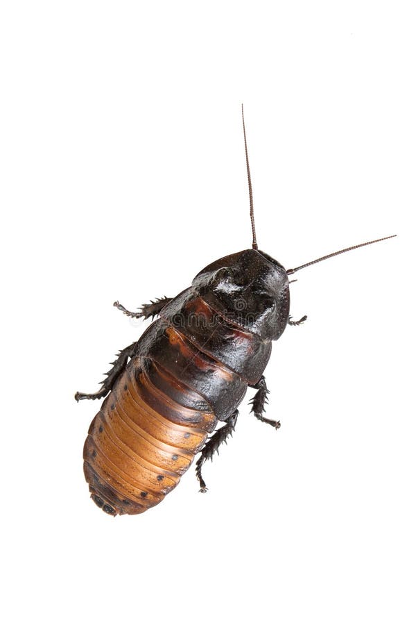 Dubia Cockroach, Blaptica Dubia Stock Image - Image of length, studio ...