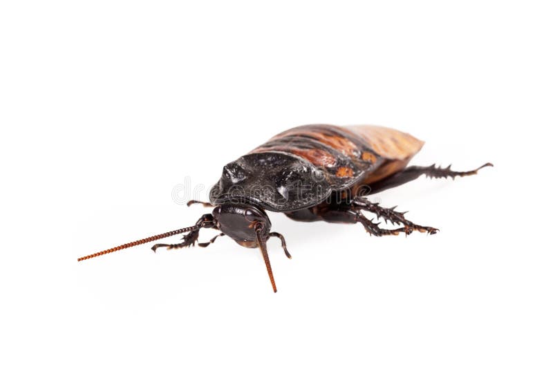 Madagascar Hissing Cockroach Profile Stock Image - Image of studio ...