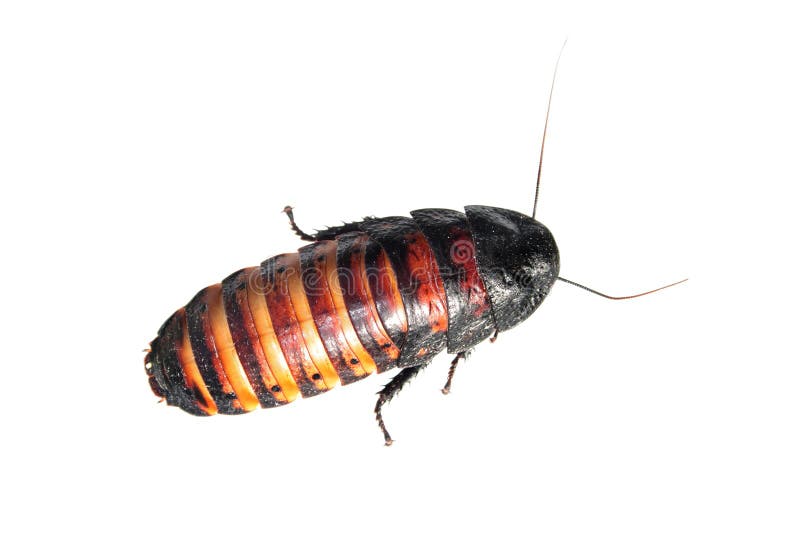 Madagascar Hissing Cockroach Stock Photo - Image of madagascar ...