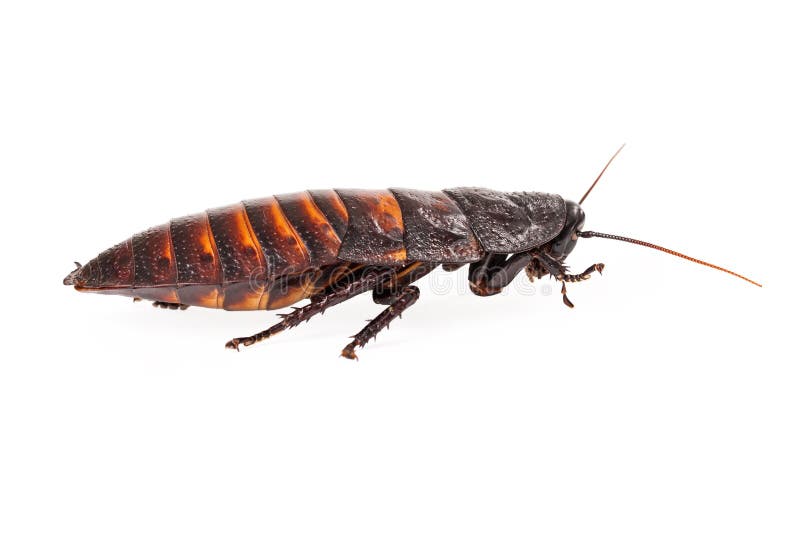 Madagascar Hissing Cockroach Profile Stock Photos - Free & Royalty-Free ...