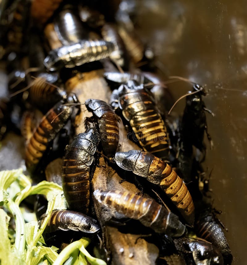 Madagascar Hissing Cockroach on Top a Tree Stock Image - Image of black ...