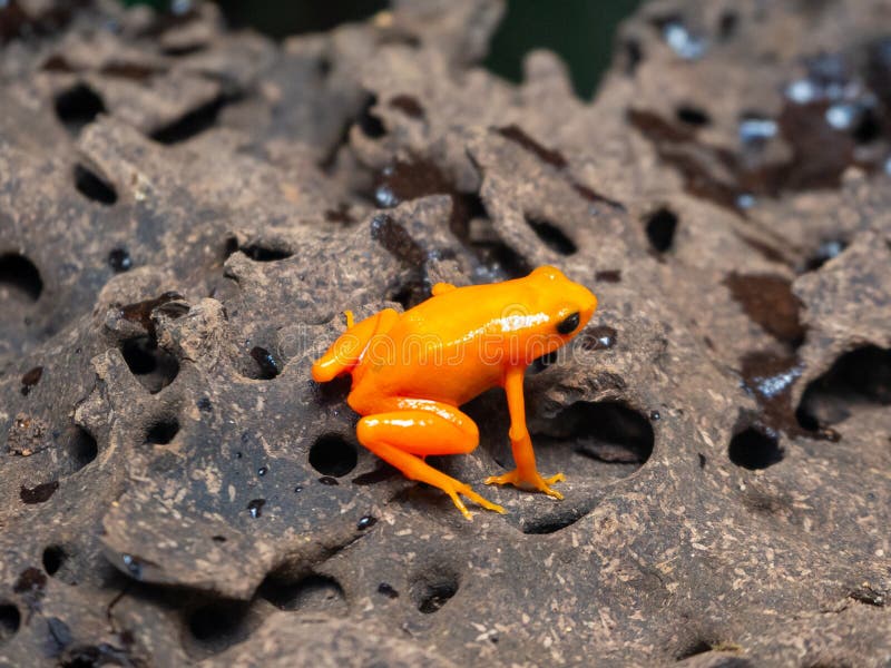 Madagascar Island Tropical Forest Jungle Frog Stock Photo - Image of ...