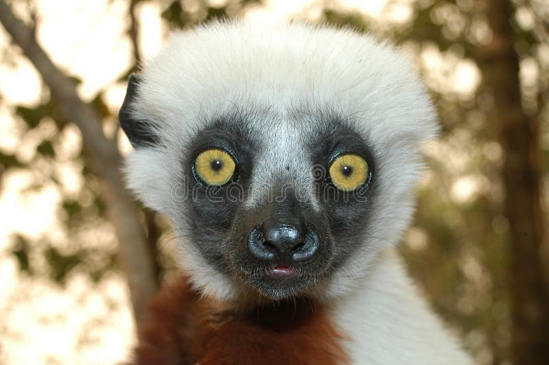 Sifaka stock image. Image of mammal, forest, propithecus - 29795141