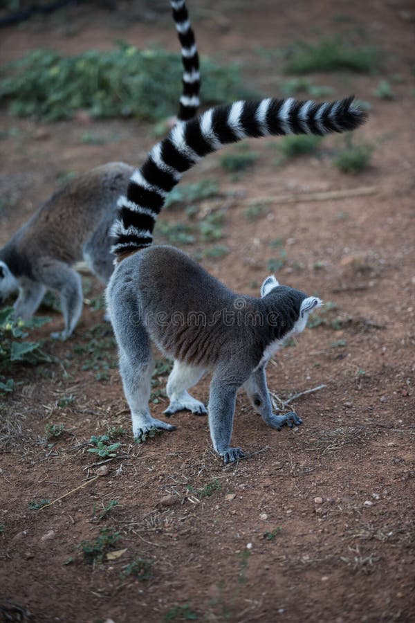 Madagascar lemur stock image. Image of african, closeup - 137965701