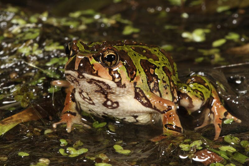Comet Moth, Ranomafana NP, Madagascar Stock Photo - Image of moth, body ...