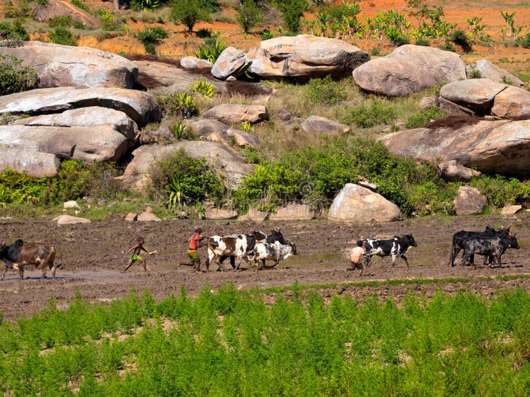 : Primitive Cultivation of Rice Fields, Using Zebu Cattle. November 25 ...