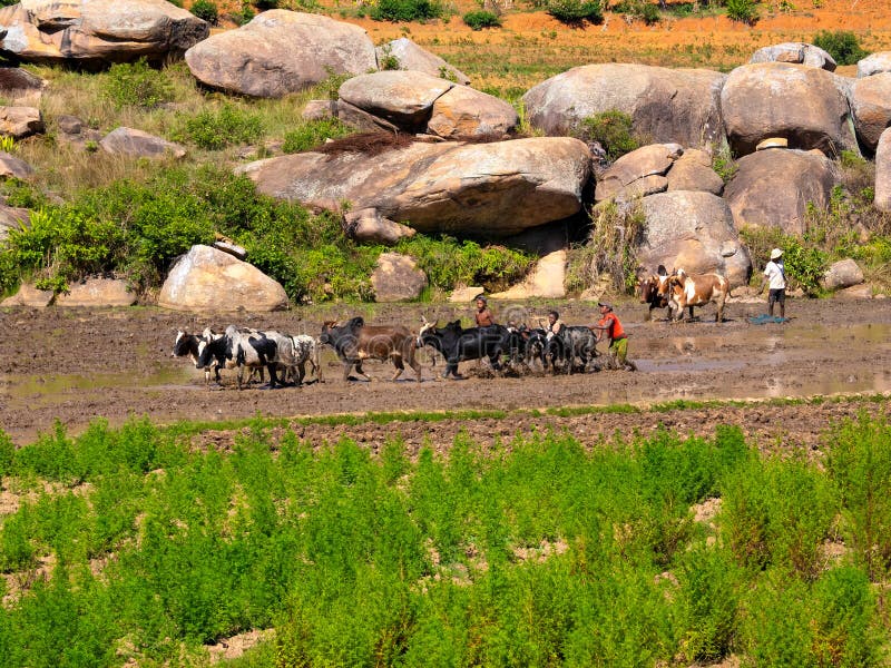 : Primitive Cultivation of Rice Fields, Using Zebu Cattle. November 25 ...