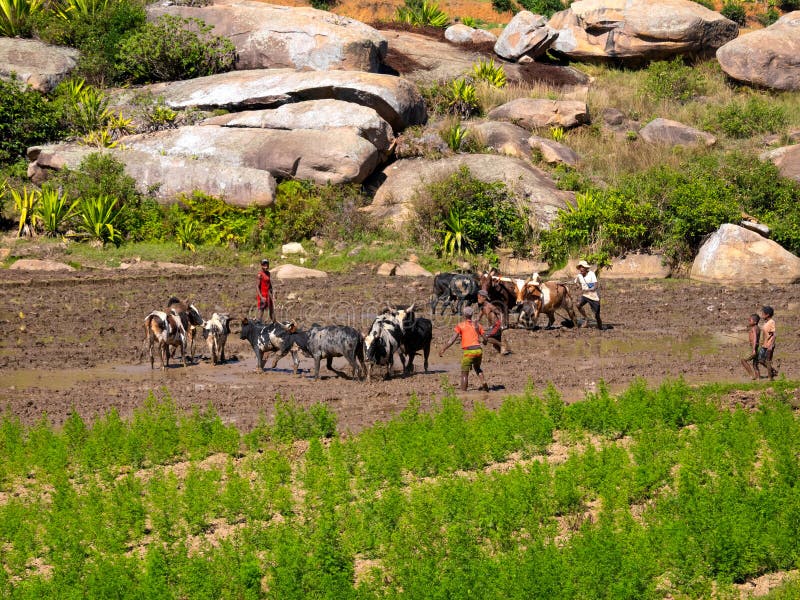 : Primitive Cultivation of Rice Fields, Using Zebu Cattle. November 25 ...