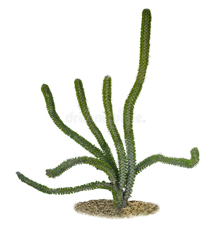 Madagascar Ocotillo Isolated on White Stock Photo - Image of plant ...