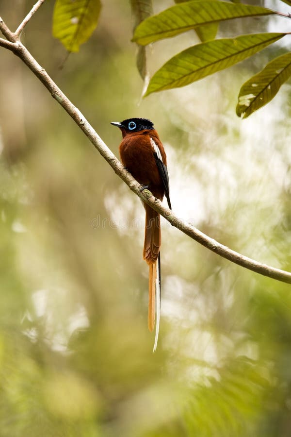 Madagascar Paradise-flycatcher, Terpsiphone Mutata in Nature ...