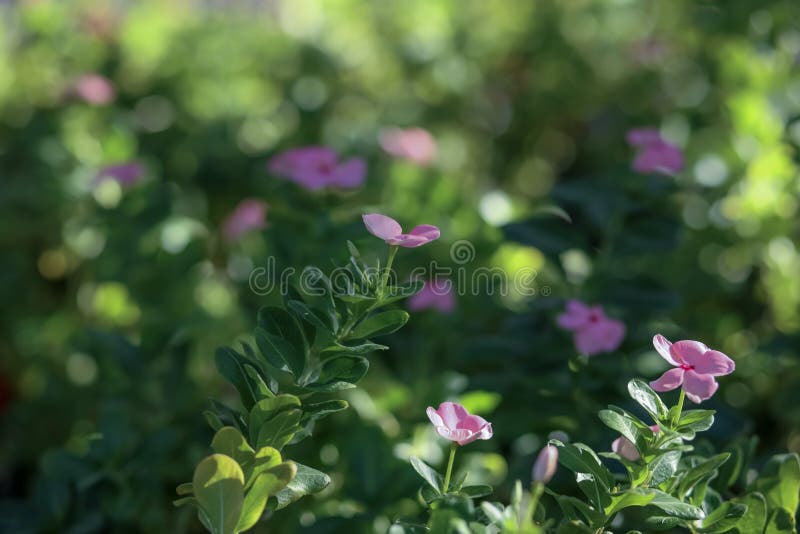 1,144 Periwinkle Field Stock Photos - Free & Royalty-Free Stock Photos ...
