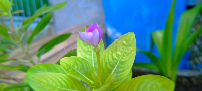 Madagascar Periwinkle Flower Buds Stock Photo - Image of goodlook, buds ...