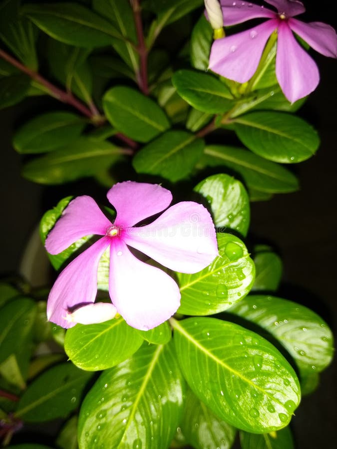 The Periwinkle Plant Vinca Flower â€“ Catharanthus Roseus or Lochnera ...