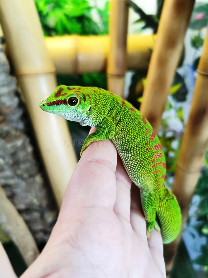 Phelsuma Stock Photos - Download 537 Royalty Free Photos