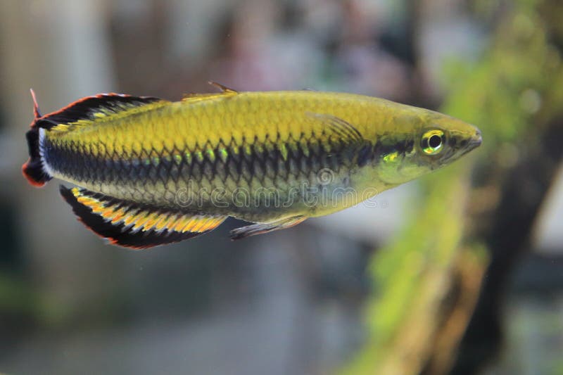 Madagascar rainbowfish stock photo. Image of floating - 377339380