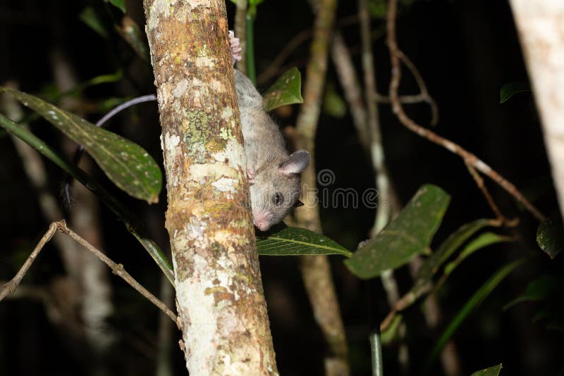 A Madagascar Rat Climbs on the Branches of a Tree Stock Image - Image ...